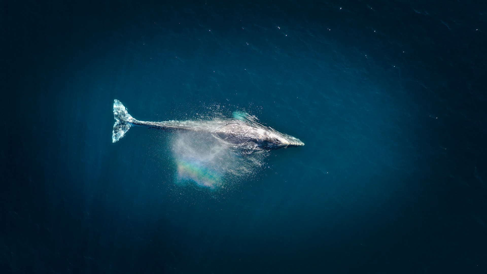 Ethereum Whale Buys 127K ETH, Was It Justin Sun Again? – Coinucation